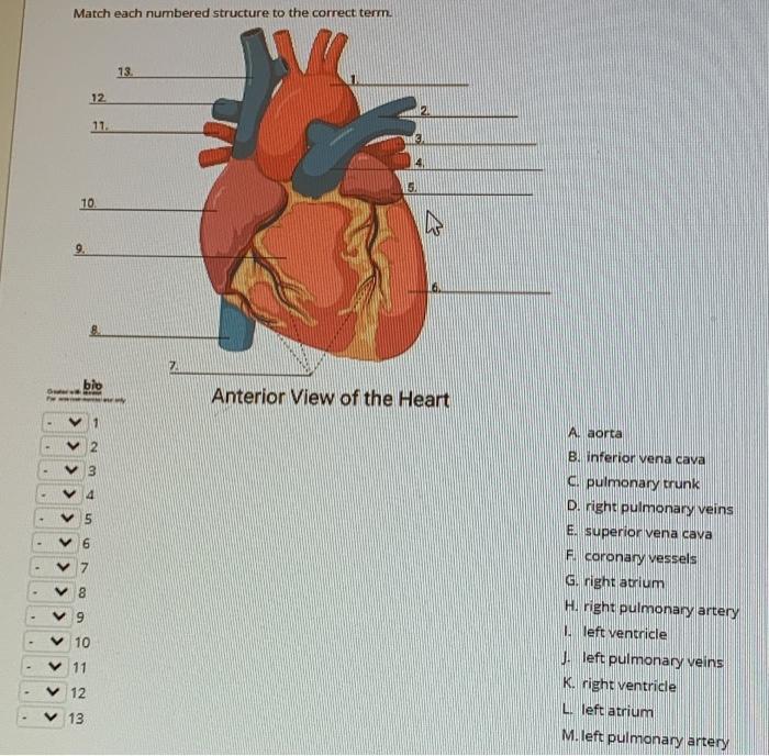 Solved Match each numbered structure to the correct term. 13 | Chegg.com