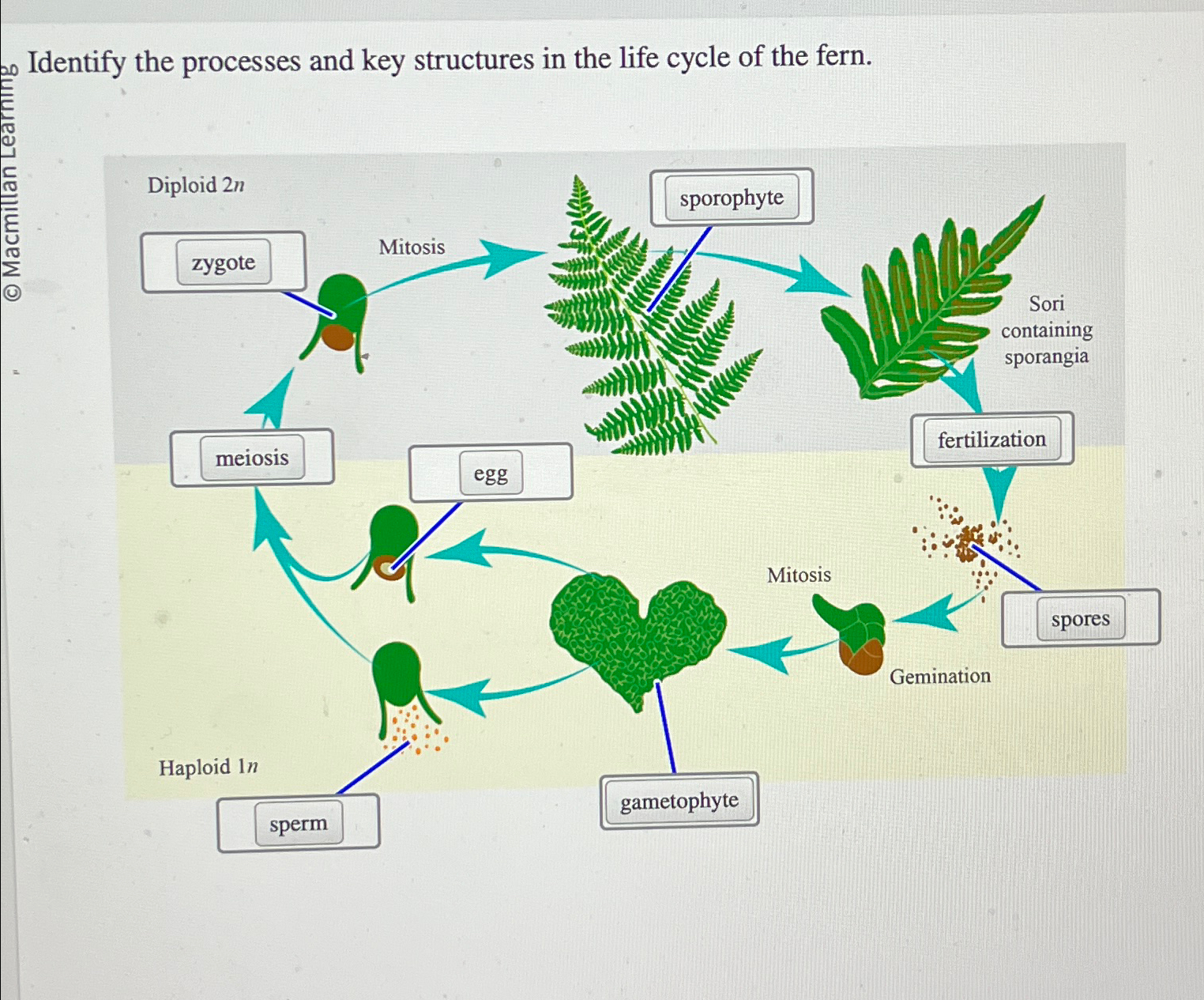 Solved Identify the processes and key structures in the life | Chegg.com