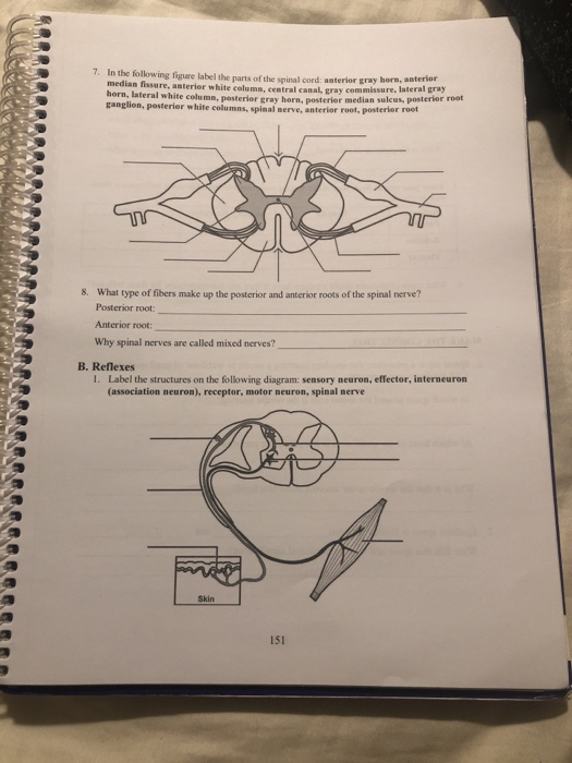 Solved 2. On the spinal cord model you 4 major plexuses next | Chegg.com