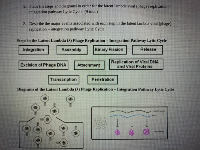 Solved 1. Place the steps and diagrams in order for the | Chegg.com