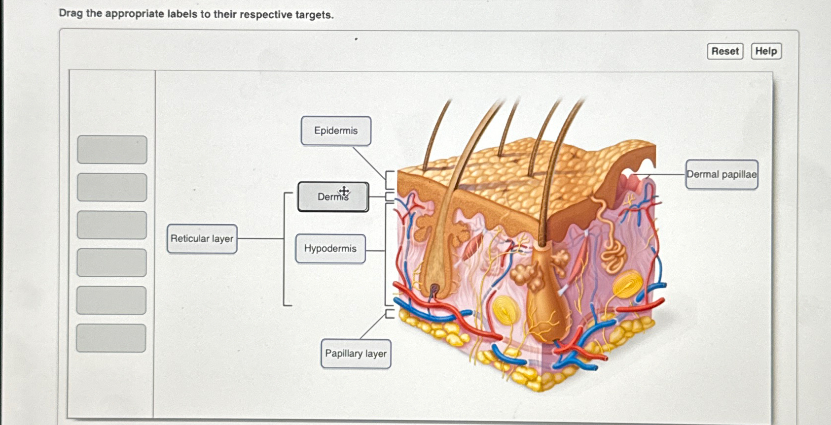 Solved Drag the appropriate labels to their respective | Chegg.com