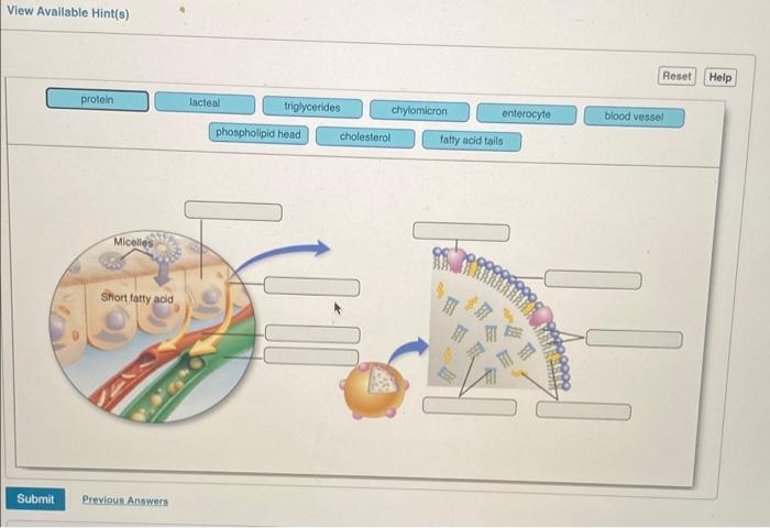 Solved View Available Hint(s) Reset Help protein lacteal | Chegg.com