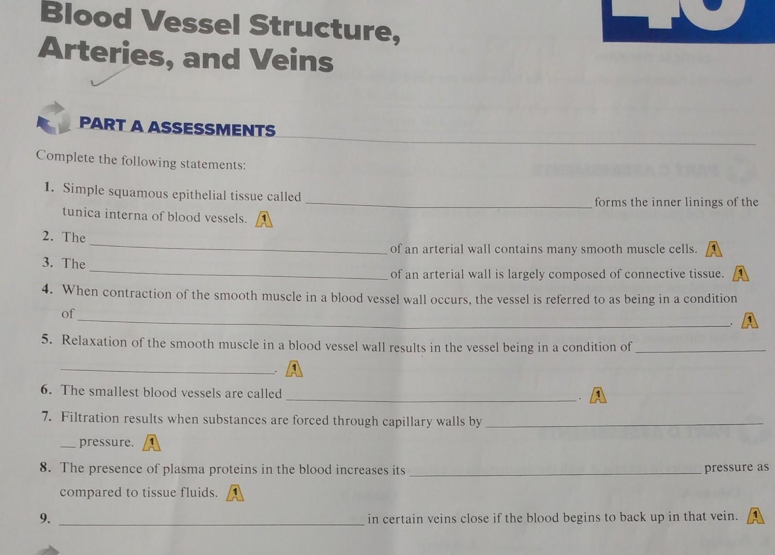 Solved Blood Vessel Structure, Arteries, and Veins PART A | Chegg.com