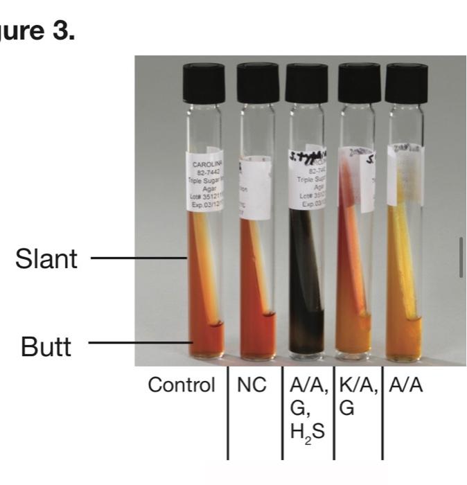 Solved Data Tables for Biochemical Tests Data Table 1: TSI | Chegg.com
