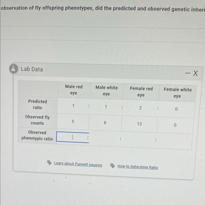 observation of fly offspring phenotypes, did the | Chegg.com