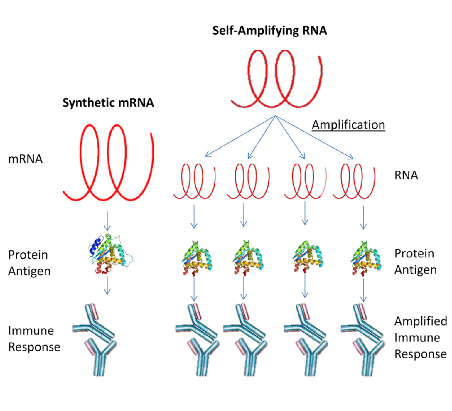 Solved explaine this image of Synthetic mRNA vs | Chegg.com