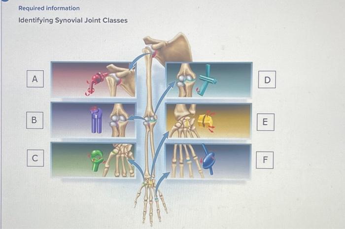 Solved Required information Identifying Synovial Joint | Chegg.com