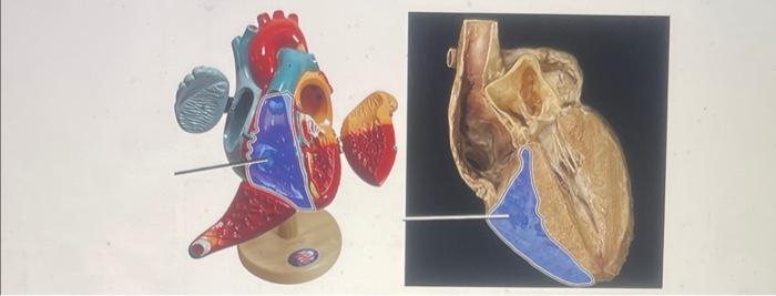 Solved O O O Right ventricle Right atrium Left atrium Left | Chegg.com