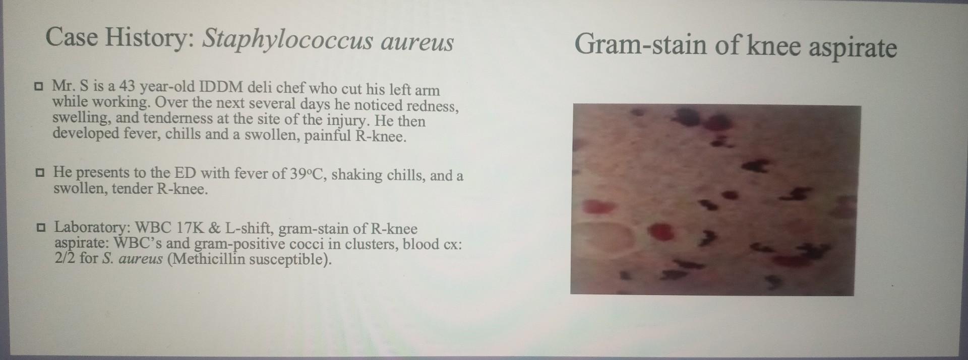 Solved Case History: Staphylococcus aureus Gram-stain of | Chegg.com