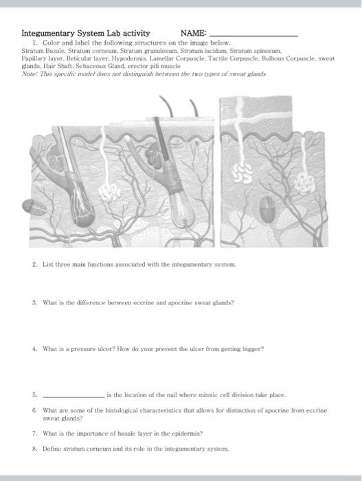 Solved Integumentary System Lab activity NAME: 1. Color and | Chegg.com