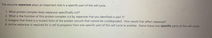 Solved The enzyme separase plays an important role is a | Chegg.com