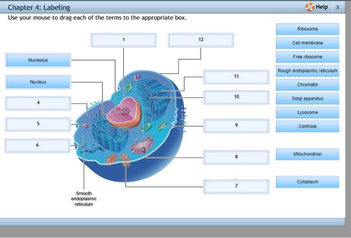 Solved Use your mouse to drag each of the terms to the | Chegg.com