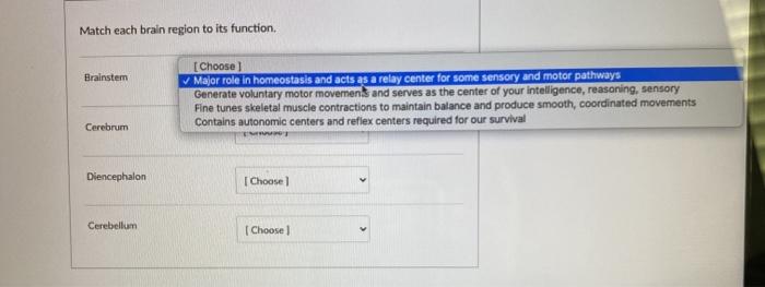 Solved Match each brain region to its function, Brainstem | Chegg.com