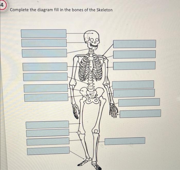 Solved 4 Complete the diagram fill in the bones of the | Chegg.com