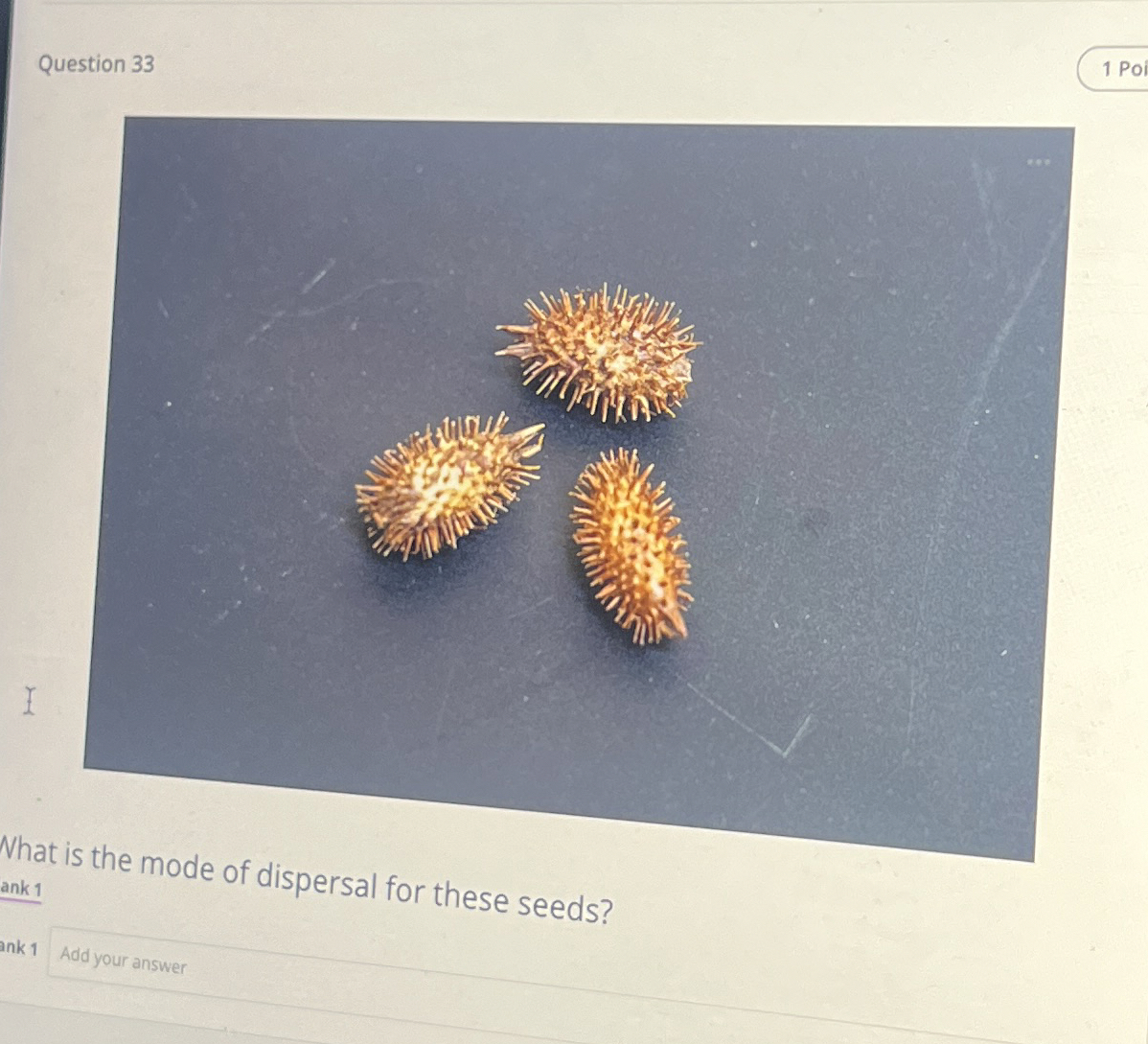 Solved Question 331 ﻿PoWhat is the mode of dispersal for | Chegg.com