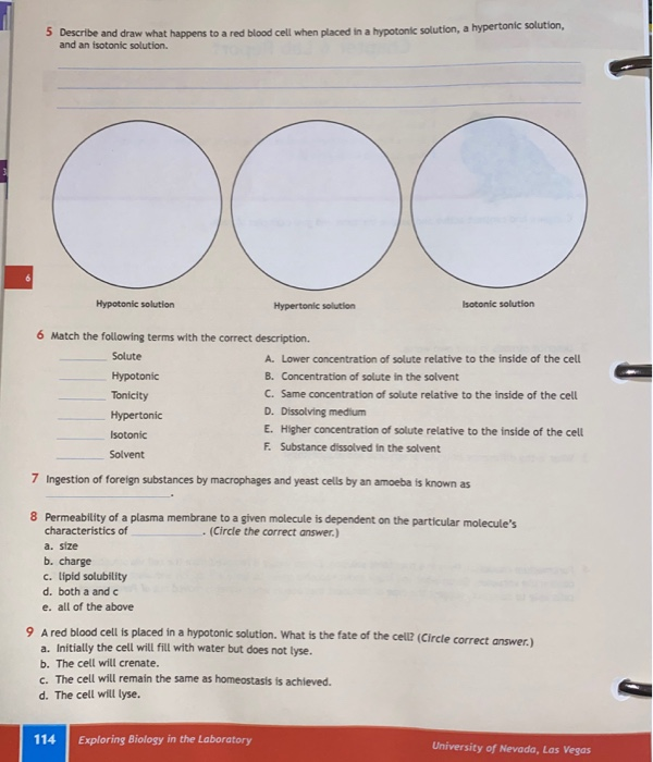 Solved Name Section 5 pts Chapter 6 Lab Report Covering All | Chegg.com