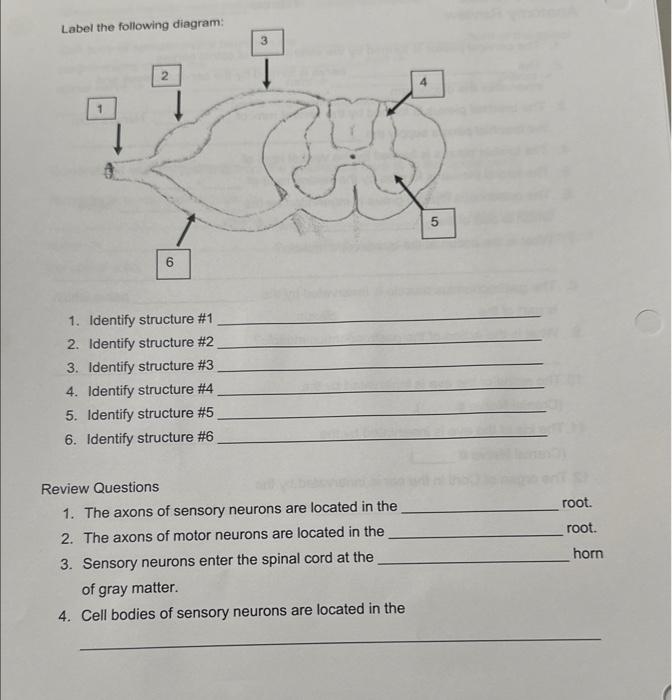 Solved 1. Identify structure \#1 2. Identify structure \#2 | Chegg.com