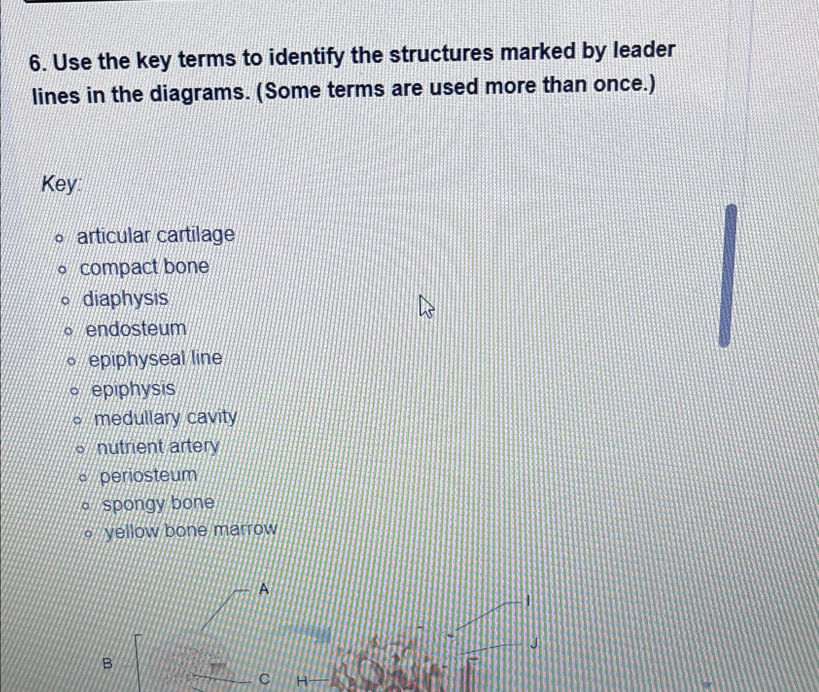 Use the key terms to identify the structures marked | Chegg.com