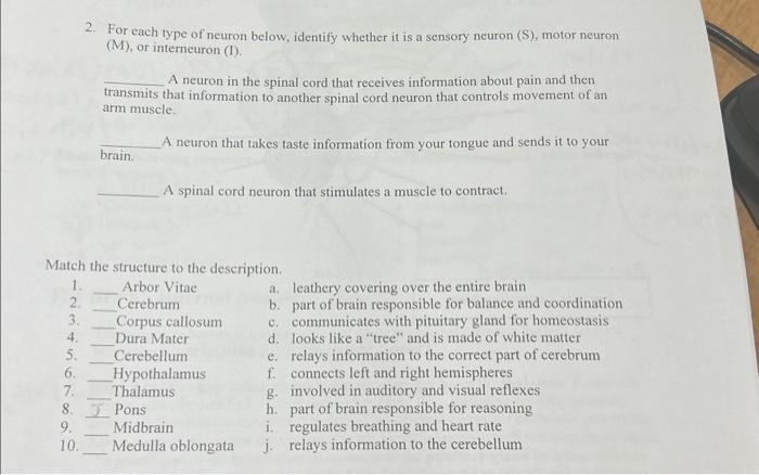 Solved 2. For each type of neuron below, identify whether it | Chegg.com