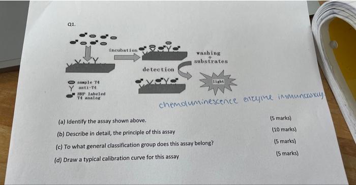 Solved (a) Identify the assay shown above. ( 5 marks) (b) | Chegg.com