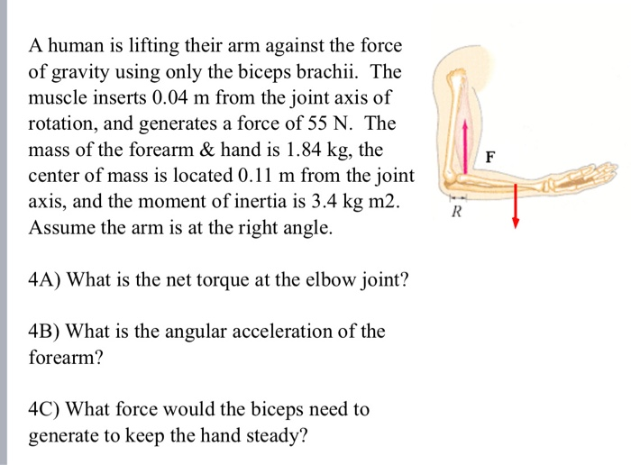 Solved A human is lifting their arm against the force of | Chegg.com