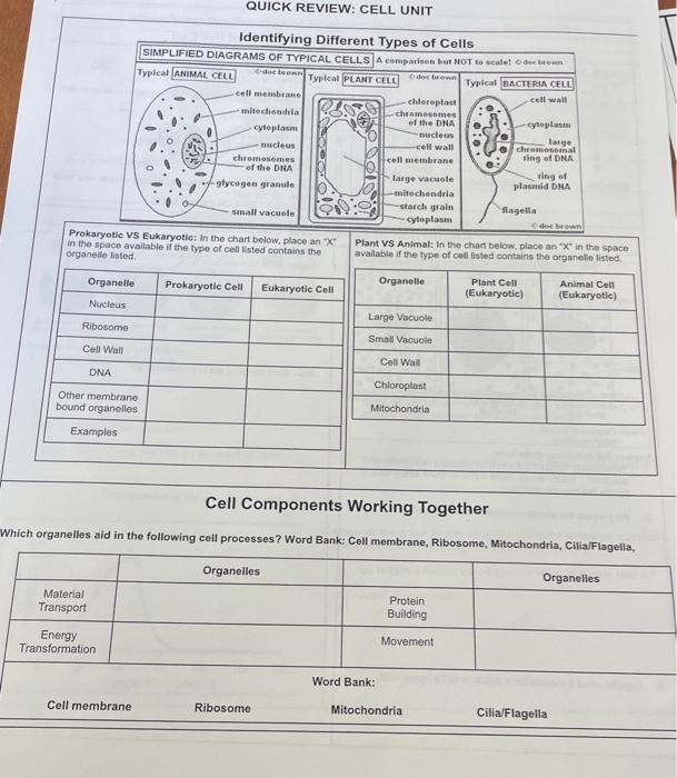 Solved QUICK REVIEW: CELL UNIT Identifying Different Types | Chegg.com