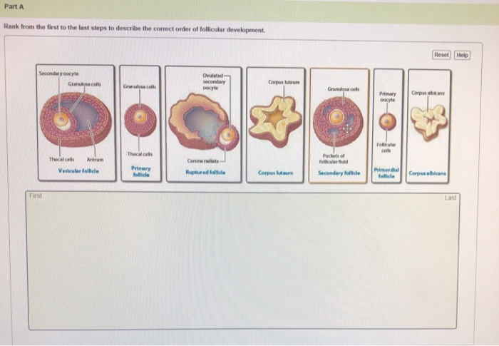 Solved Part A Rank from the first to the last steps to | Chegg.com