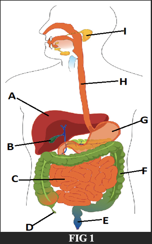 Solved In fig 1 ﻿above, which letters represents structures | Chegg.com