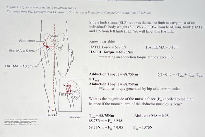 Solved Figune 1: Hip joint compression in unilateral stance. | Chegg.com