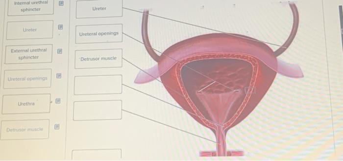 Solved label the diagram below | Chegg.com Solved label the diagram below | Chegg.com