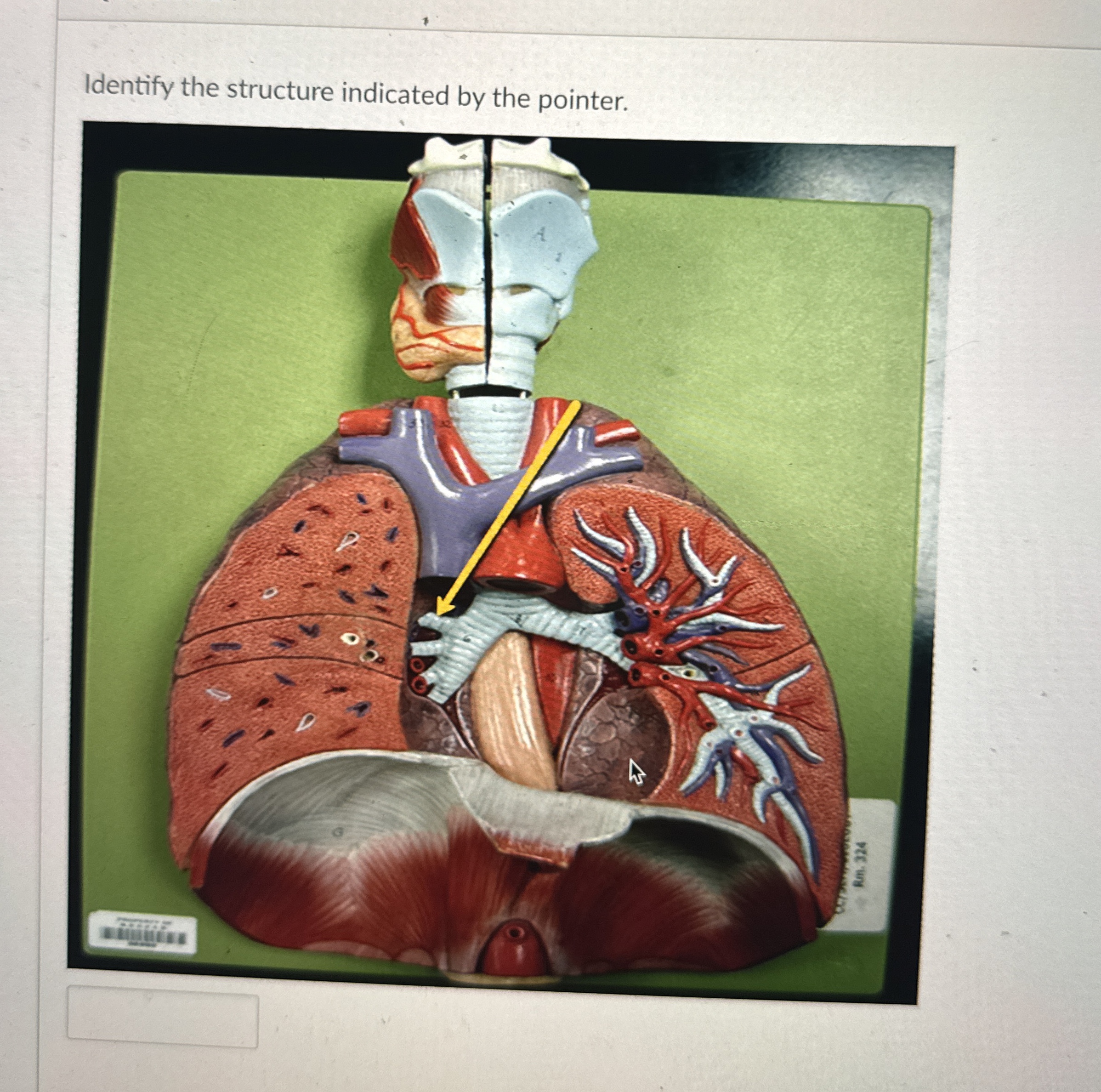 Solved Identify the structure indicated by the pointer. | Chegg.com