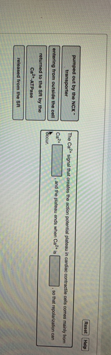 Solved Reset Help pumped out by the NCX transporter The Ca2+ | Chegg.com