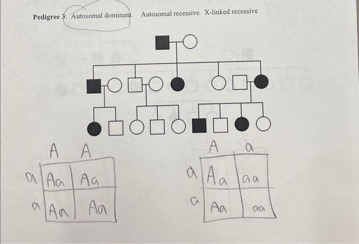 Solved For the pedigrees below, look at each pedigree, | Chegg.com