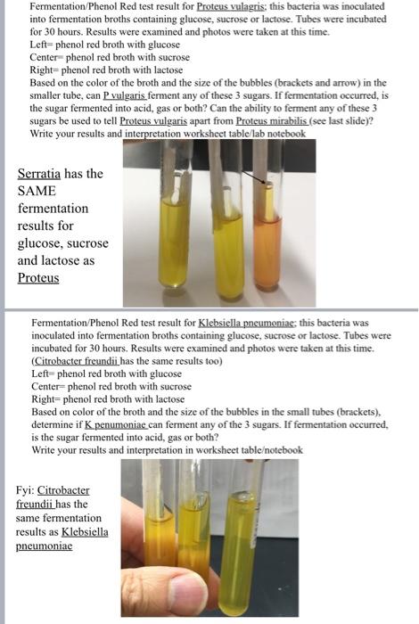 Solved Fermentation/Phenol Red test result for Proteus | Chegg.com