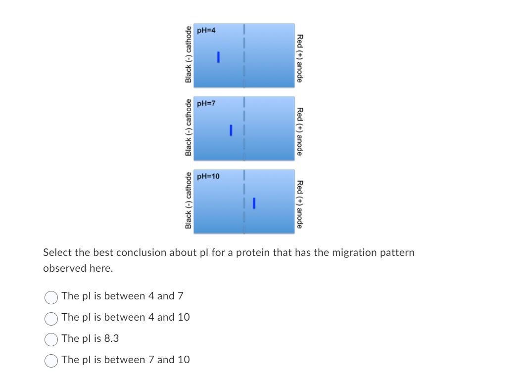 Solved Select the best conclusion about pl for a protein | Chegg.com