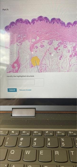 Solved Part A so Identify the highlighted structure. Submit | Chegg.com