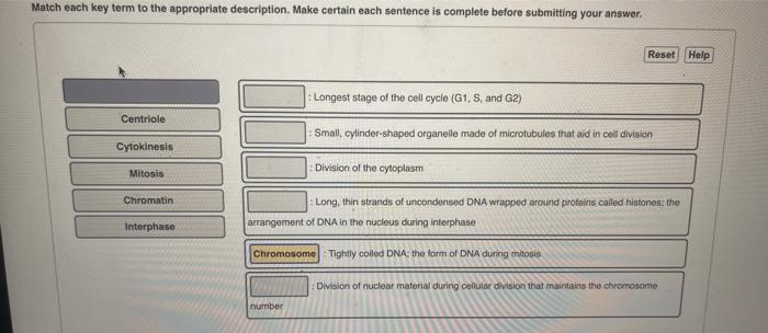 Solved Long, thin strands of uncondensed DNA wrapped around | Chegg.com