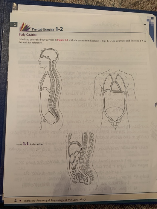 Lab Exercise 1 Notes Regions Of The Body - vrogue.co Lab Exercise 1 Notes Regions Of The Body - vrogue.co