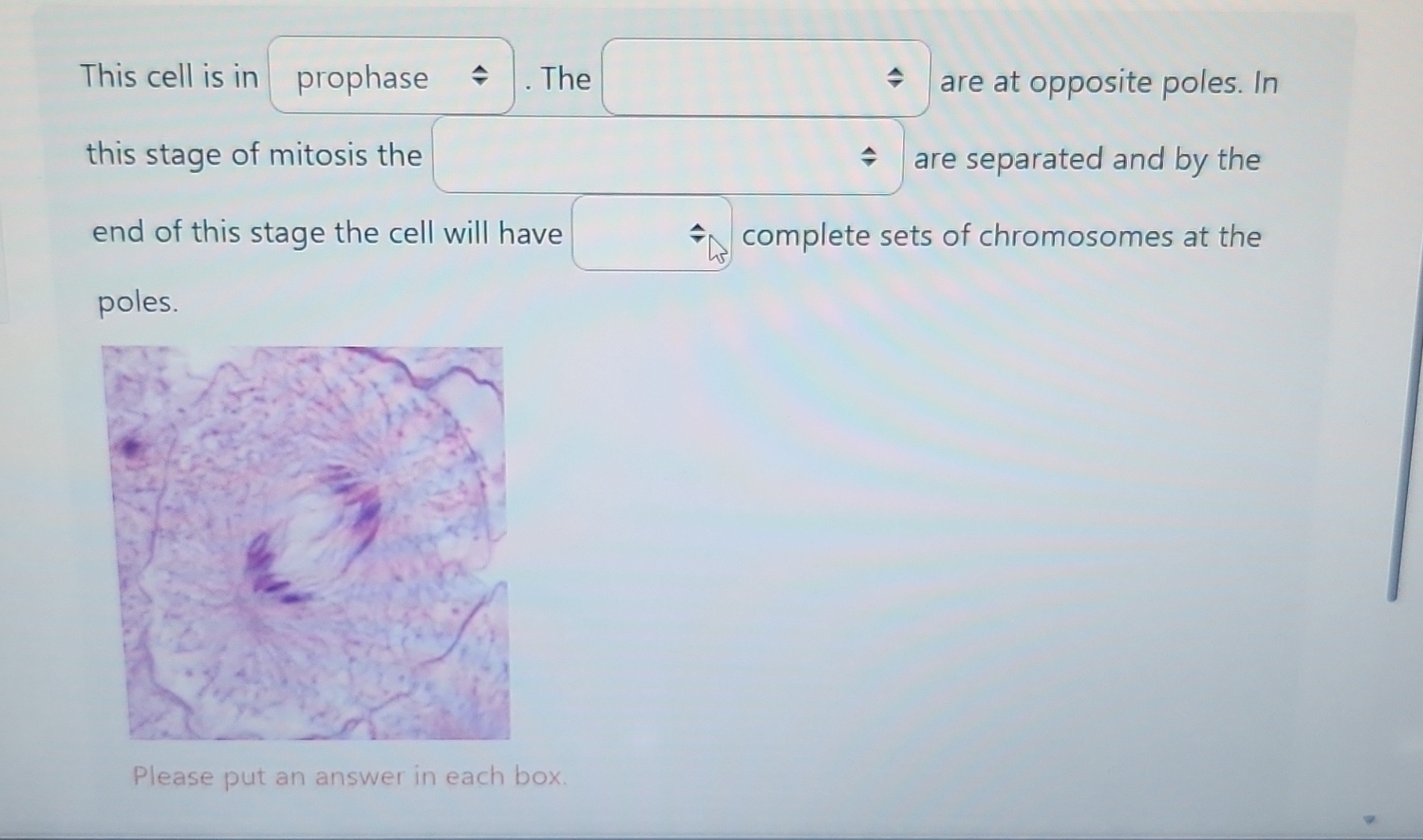 Solved This cell is in . ﻿The ﻿are at opposite poles. In | Chegg.com