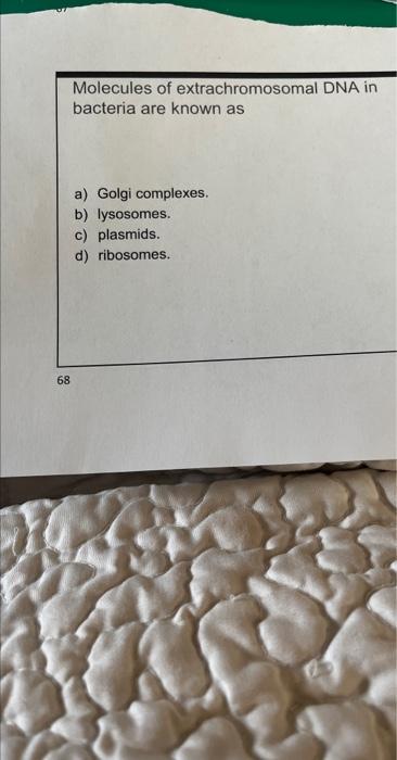 Solved Molecules of extrachromosomal DNA in bacteria are | Chegg.com