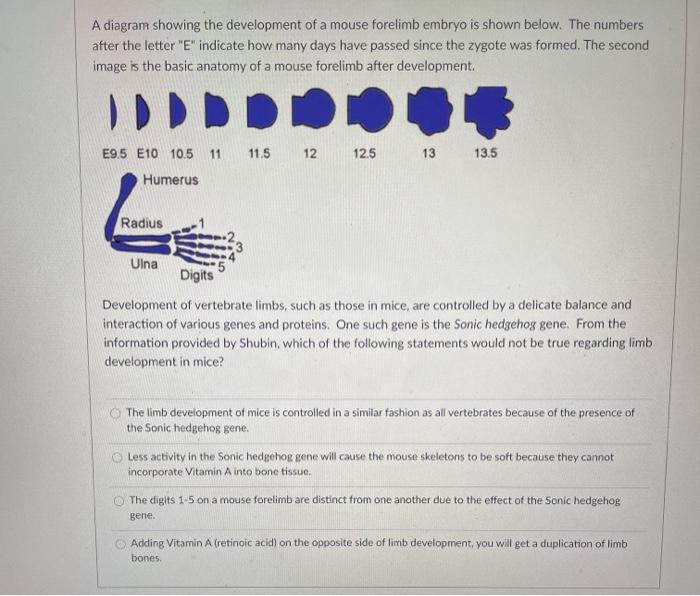 Solved A diagram showing the development of a mouse forelimb | Chegg.com