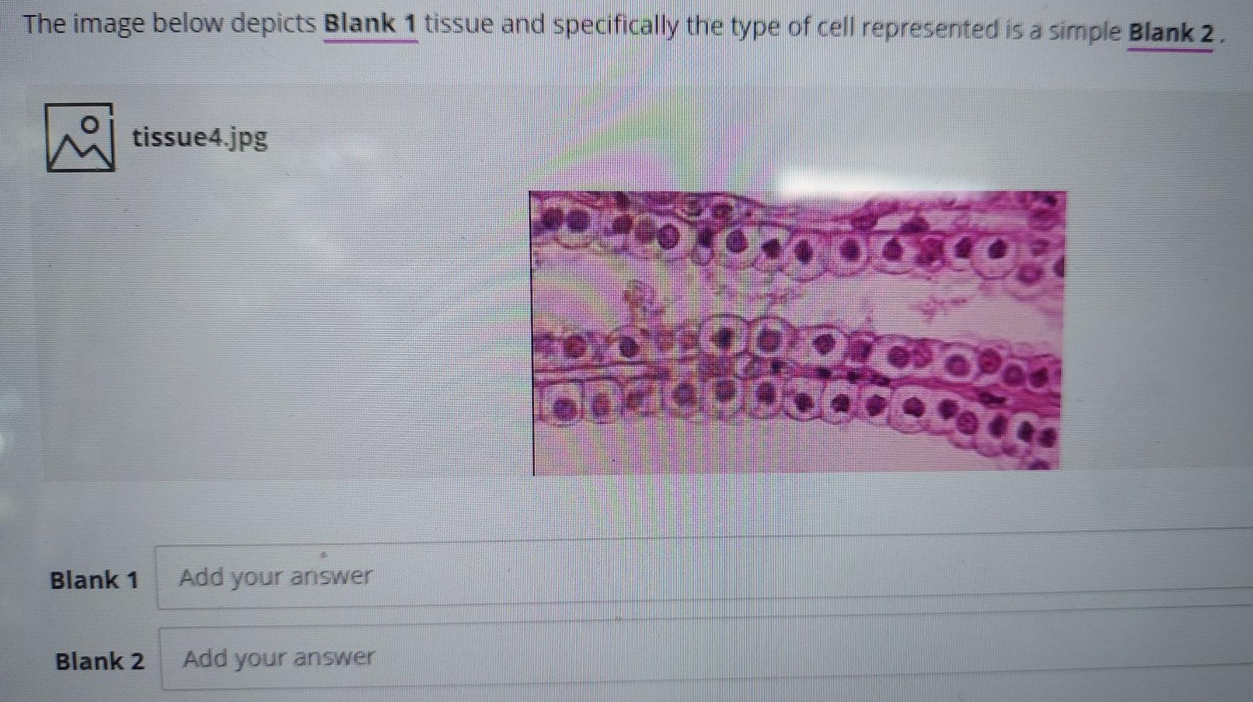 Solved The image below depicts Blank 1 tissue and | Chegg.com