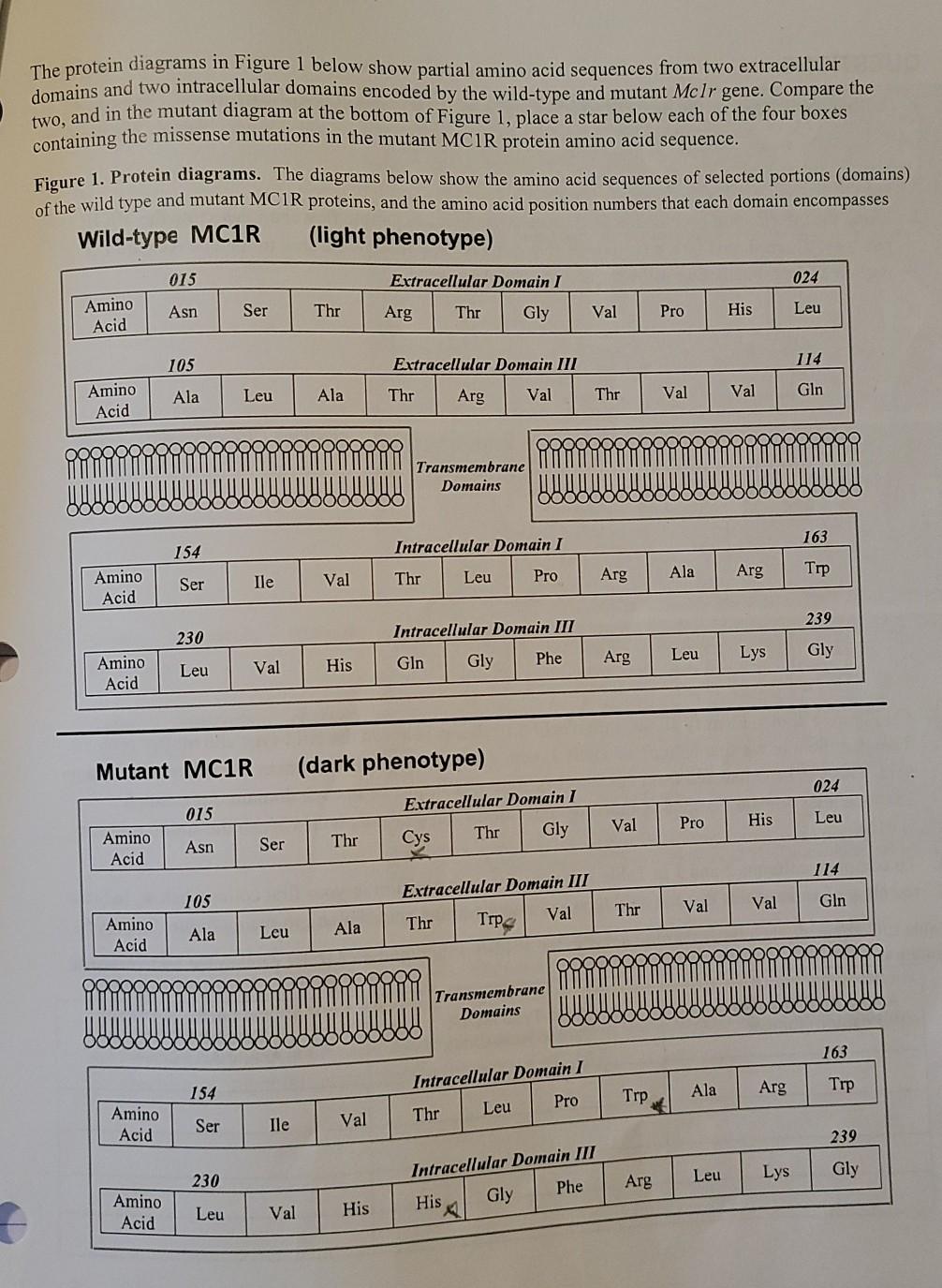 Solved QUESTIONS 1. Where, specifically, is the melanocortin | Chegg.com