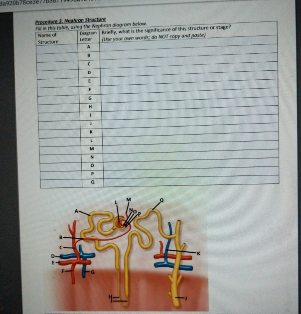 Solved da920b78ce3e Procedure 3. Nephron Structure Fill in | Chegg.com