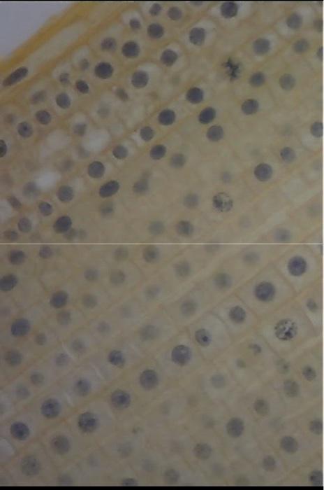 Solved number if cells in interphase and mitotic phase. | Chegg.com