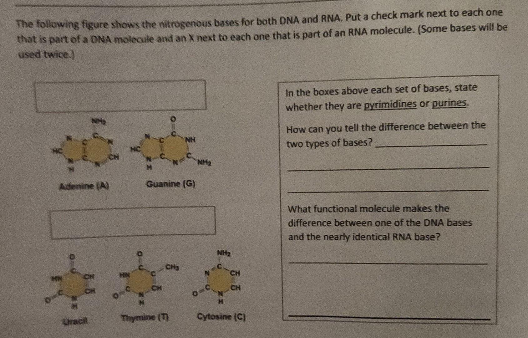 Solved The following figure shows the nitrogenous bases for | Chegg.com