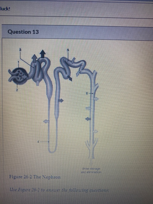 Solved luck! Question 13 Figure 26-2 The Nephron Use Figure | Chegg.com Solved luck! Question 13 Figure 26-2 The Nephron Use Figure | Chegg.com