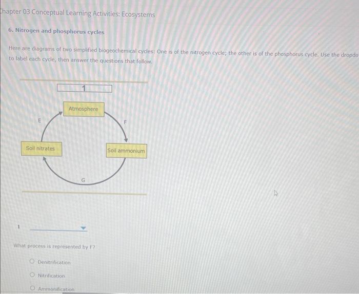 Solved hapter 03 Conceptual Learning Activities: Ecosystems | Chegg.com