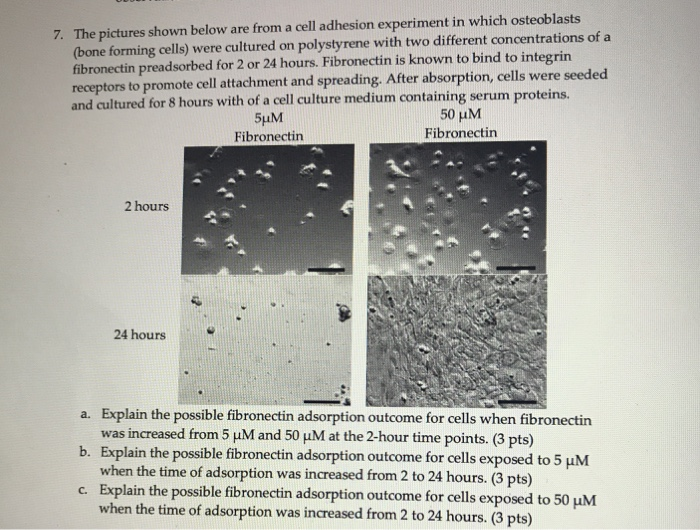 Solved 7. The pictures shown below are from a cell adhesion | Chegg.com