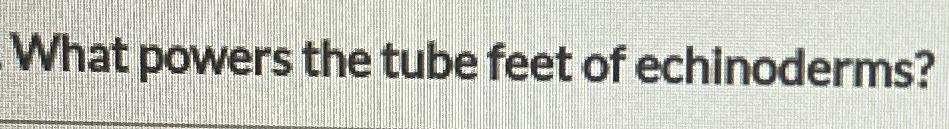 Solved What powers the tube feet of echinoderms? | Chegg.com